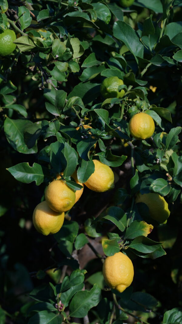 California Organic Lemons from Grower with Bulk/Wholesale Options ...