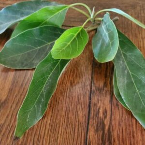 Buy Fresh Organic Avocado Leaves for Tea - Chemical-Free, Unwaxed ...