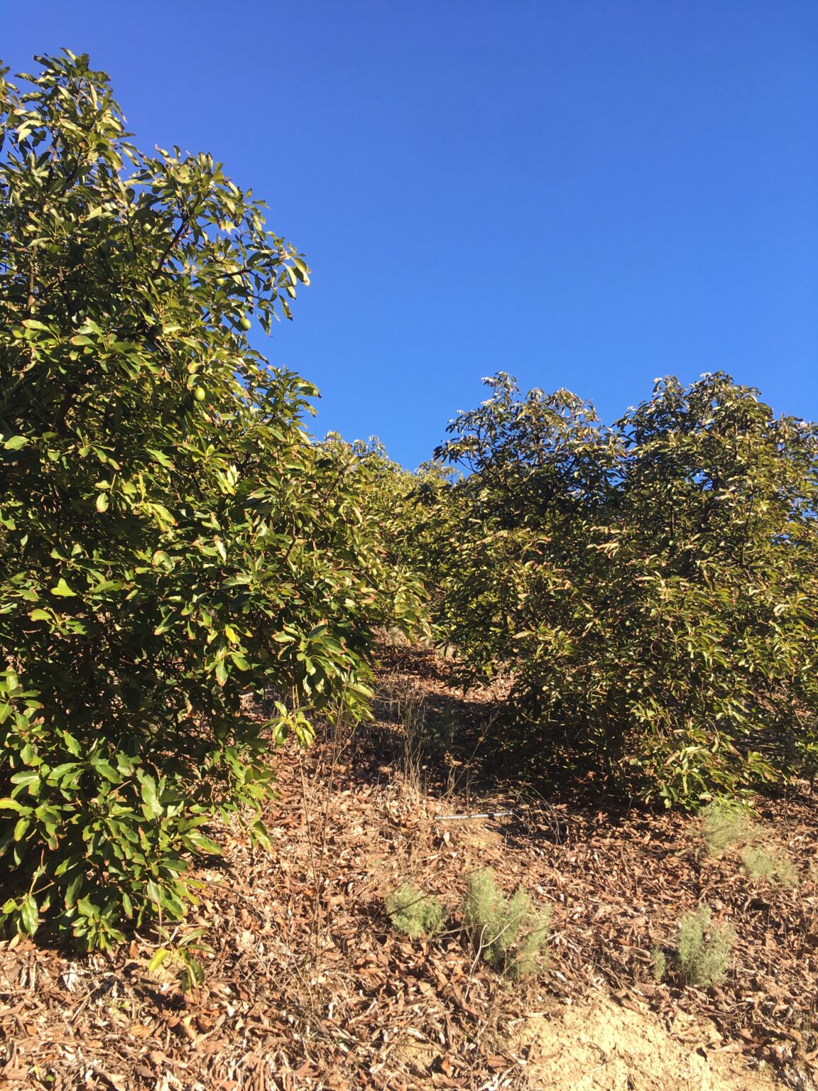 Buy Fresh Organic Avocado Leaves for Tea - Chemical-Free, Unwaxed ...