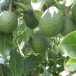 California Organic Avocados Delivered from Zava Ranch - Chemical-Free Fruit