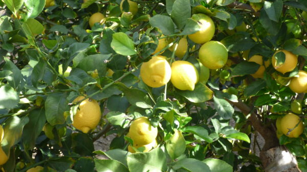 Organic Lemons with Stem and Leaves - for Weddings, Desserts, Decor ...