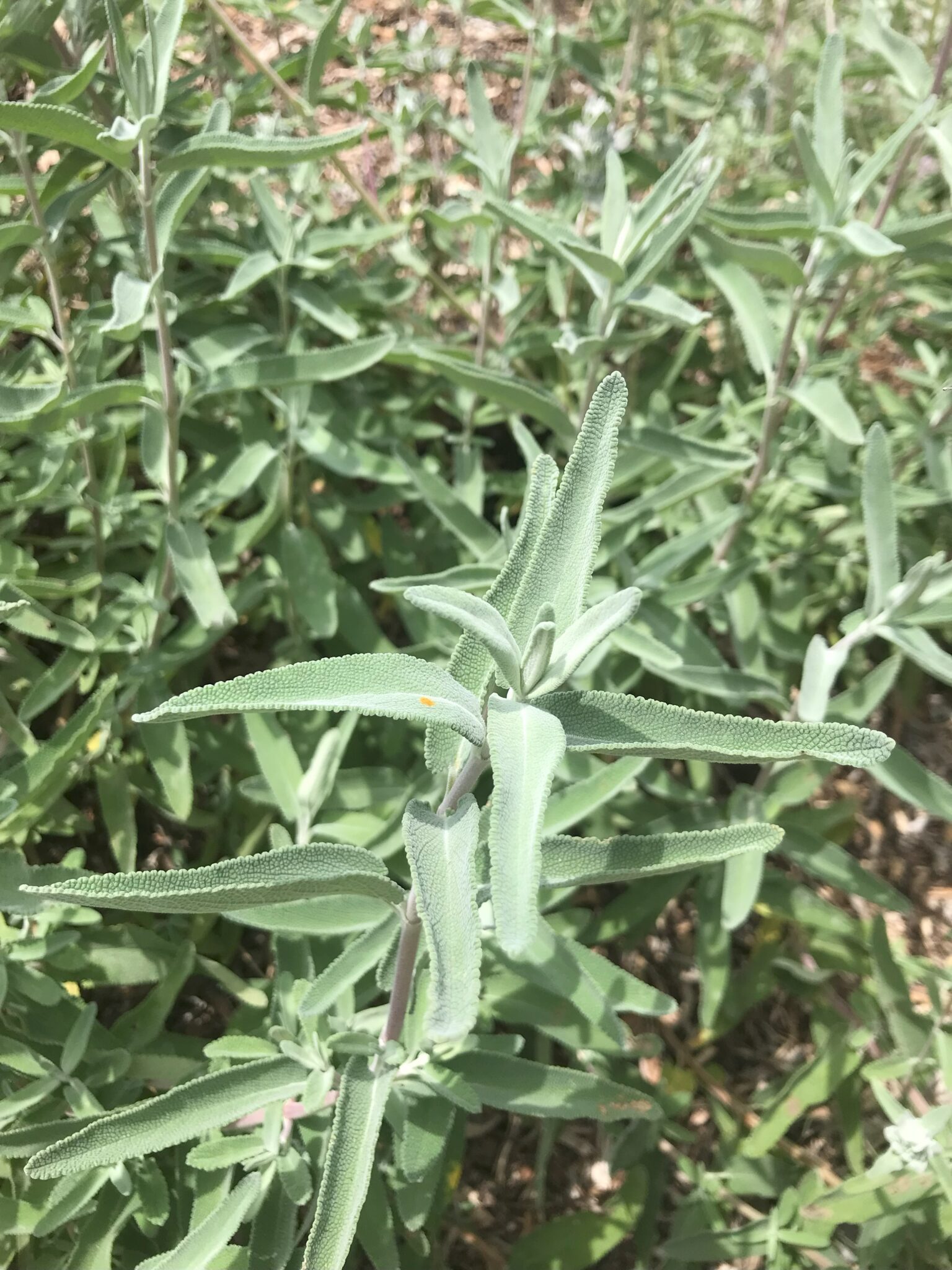Fresh Organic Sage Leaves from California - Wildcrafted Purple Sage - Zava Ranch