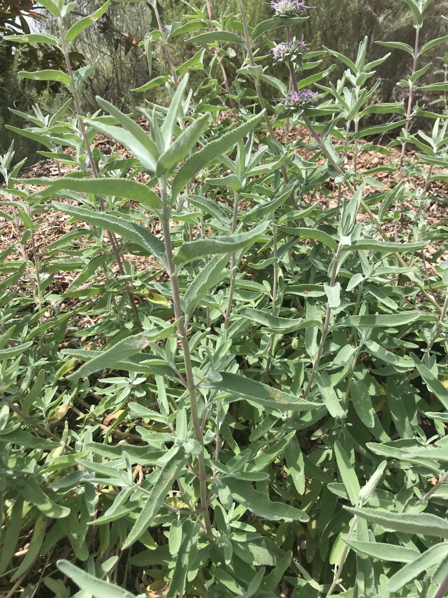 Fresh Organic Sage Leaves from California - Wildcrafted Purple Sage - Zava Ranch