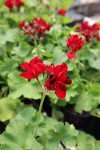 List of Fire-Resistant Plants that are also Drought-Tolerant - Zava Ranch